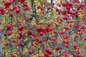 What's On in Daylesford and Macedon Ranges - Dayget