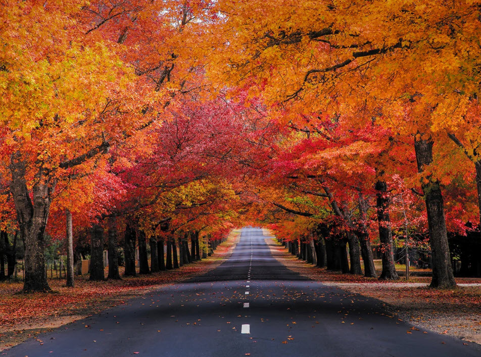 The Ultimate Guide to Autumn Foliage in Daylesford and the Macedon ...